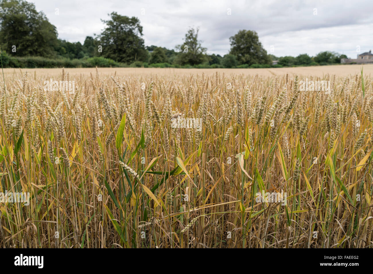 Ripe wheat field Stock Photo - Alamy
