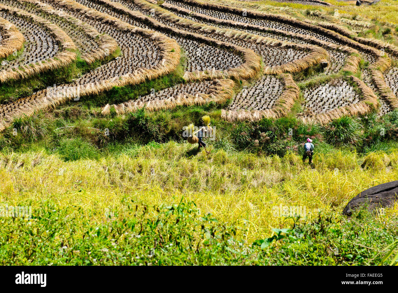 Longji Rice Terraces,Dazhai Villages, Surrounding Area,Rice Crops ...