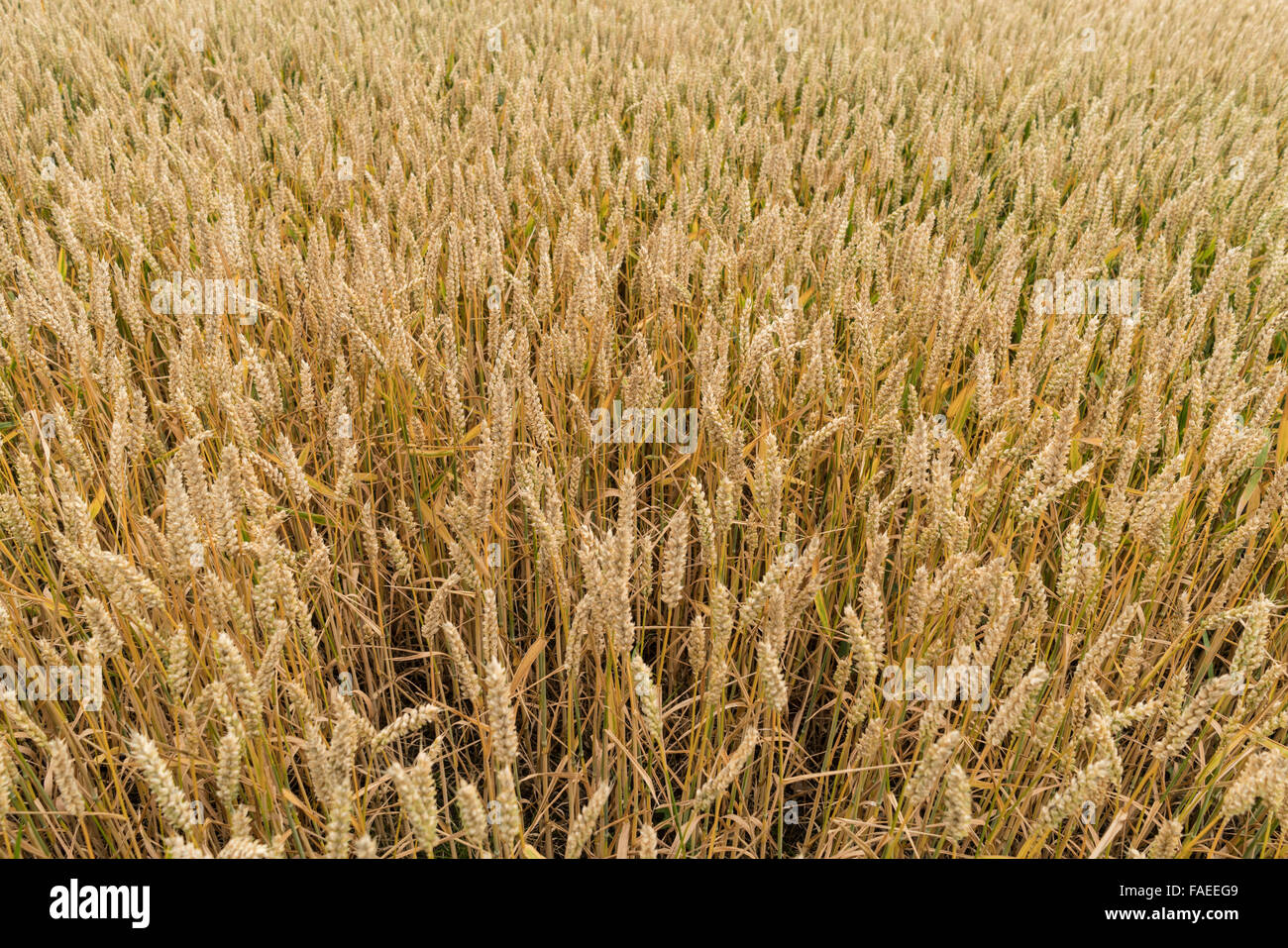 Ripe wheat field Stock Photo - Alamy