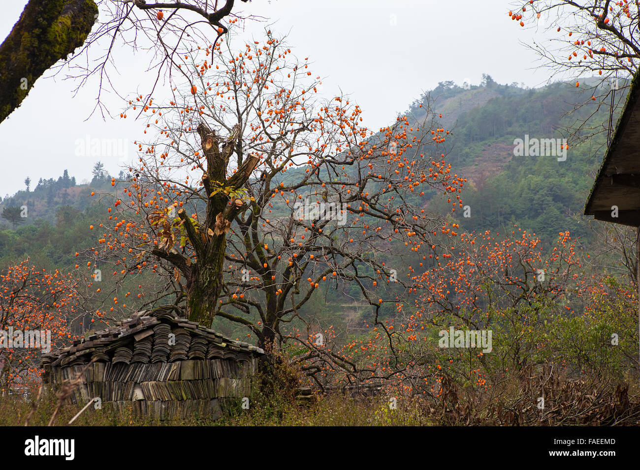 Wood branch chunk hi-res stock photography and images - Alamy