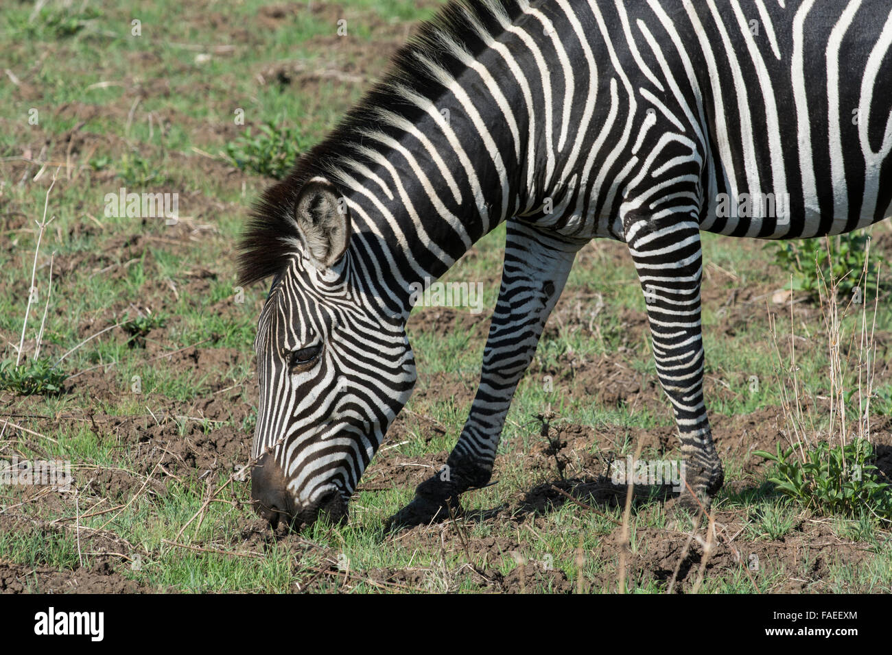 Zambia, South Luangwa National Park, Mfuwe. Crawshay's zebra (Wild: Equus quagga crawshayi Stock ...