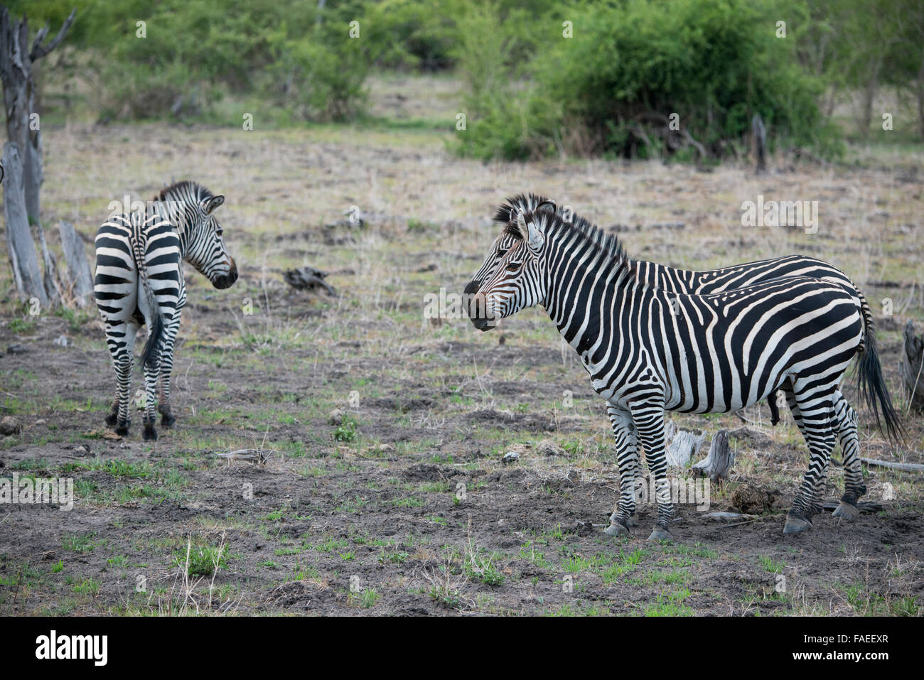 Zambia, South Luangwa National Park, Mfuwe. Crawshay's zebra (Wild: Equus quagga crawshayi Stock ...
