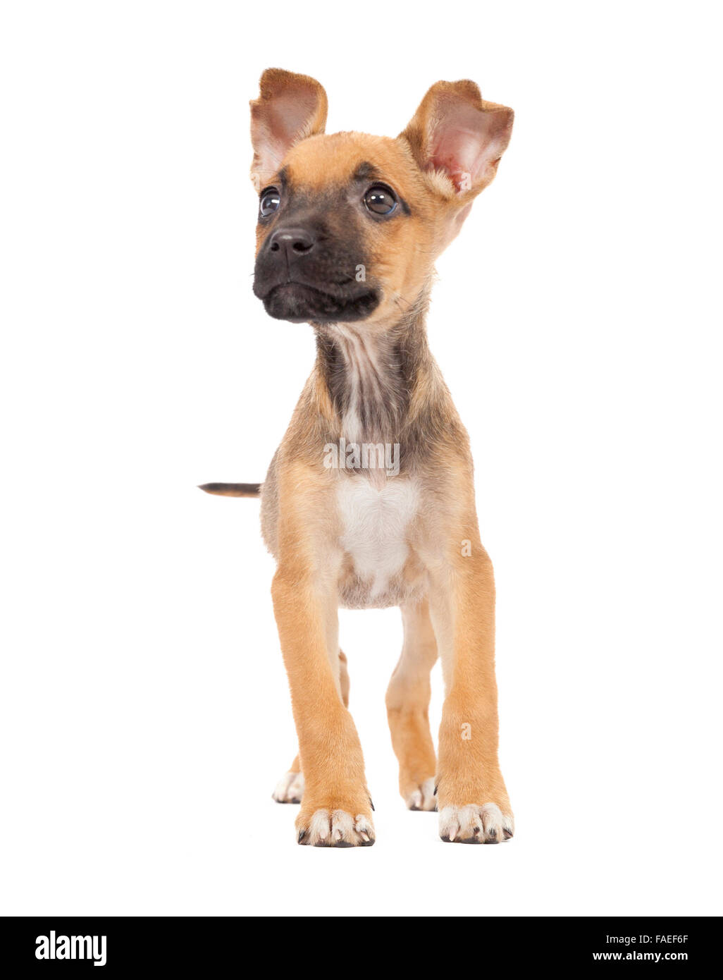 What Is The Cutest Mixed Dog Breed