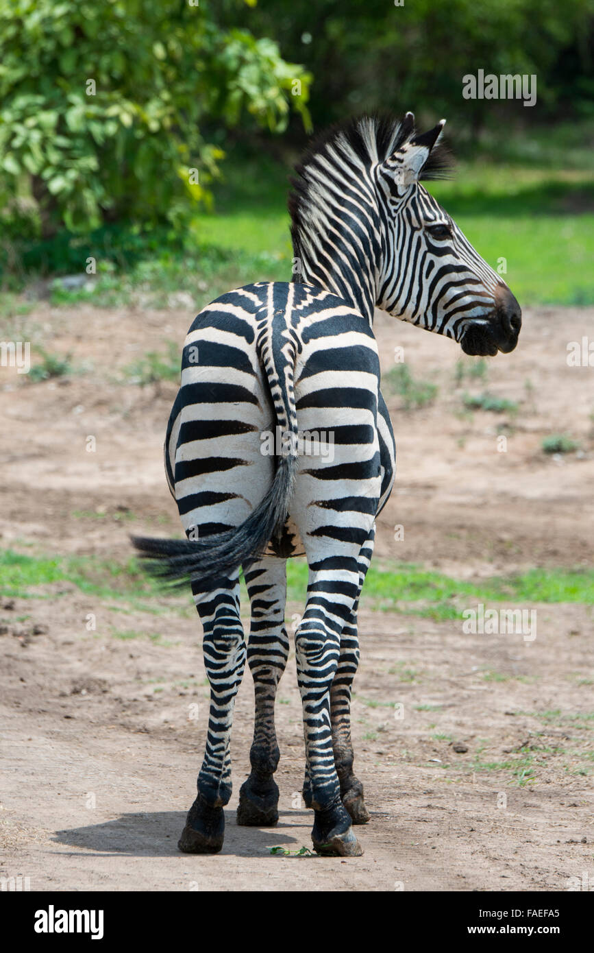 Zambia, South Luangwa National Park, Mfuwe. Crawshay's zebra (Wild: Equus quagga crawshayi Stock ...