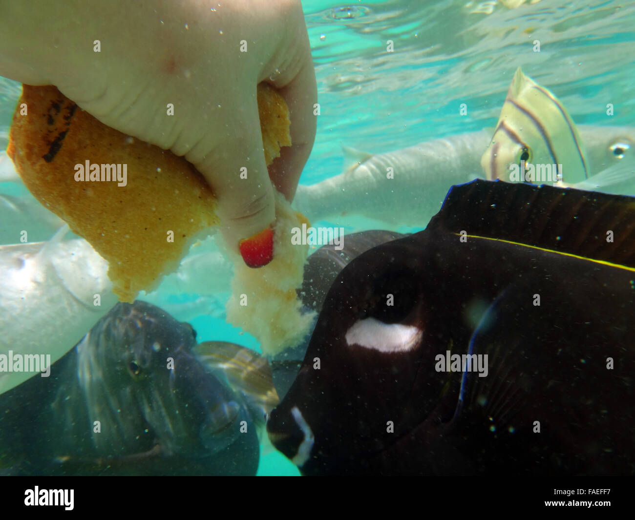 Marine life in the lagoon of Papeete, French Polynesia Stock Photo - Alamy