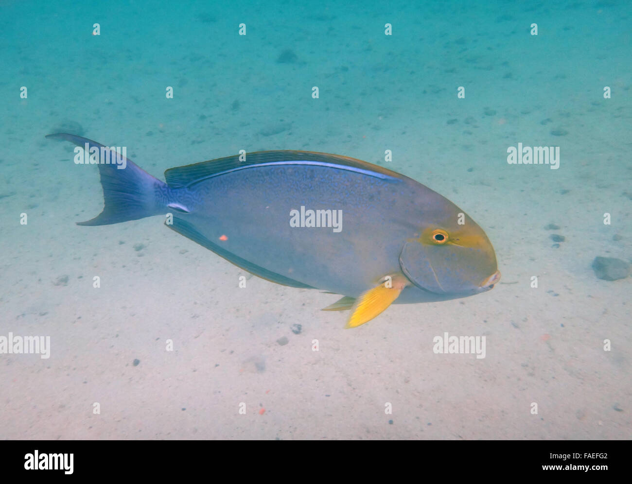 Marine life in the lagoon of Papeete, French Polynesia Stock Photo - Alamy
