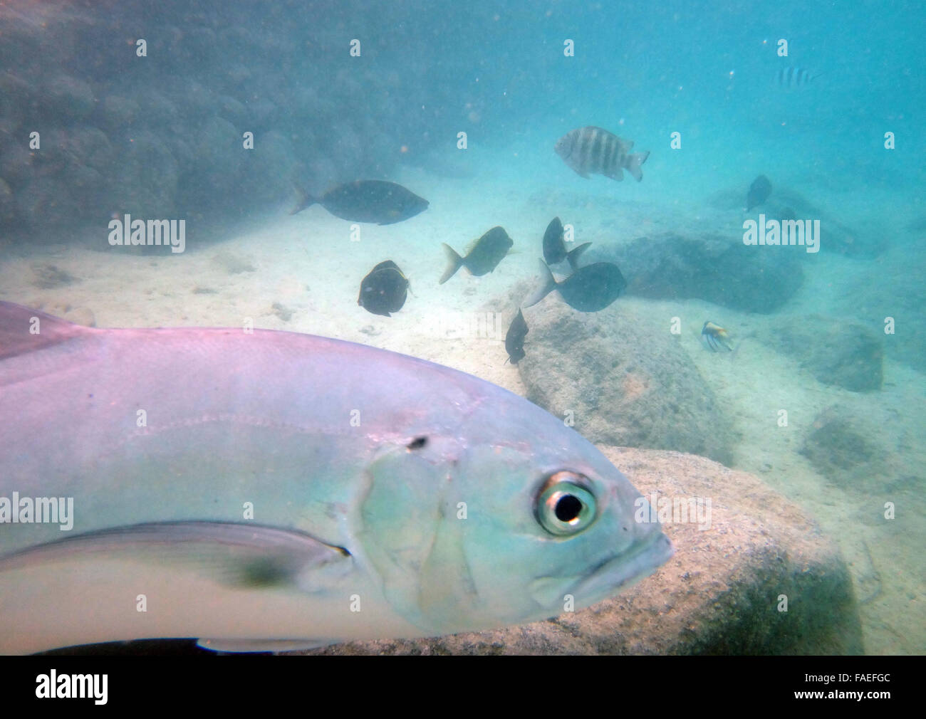 Marine life in the lagoon of Papeete, French Polynesia Stock Photo - Alamy