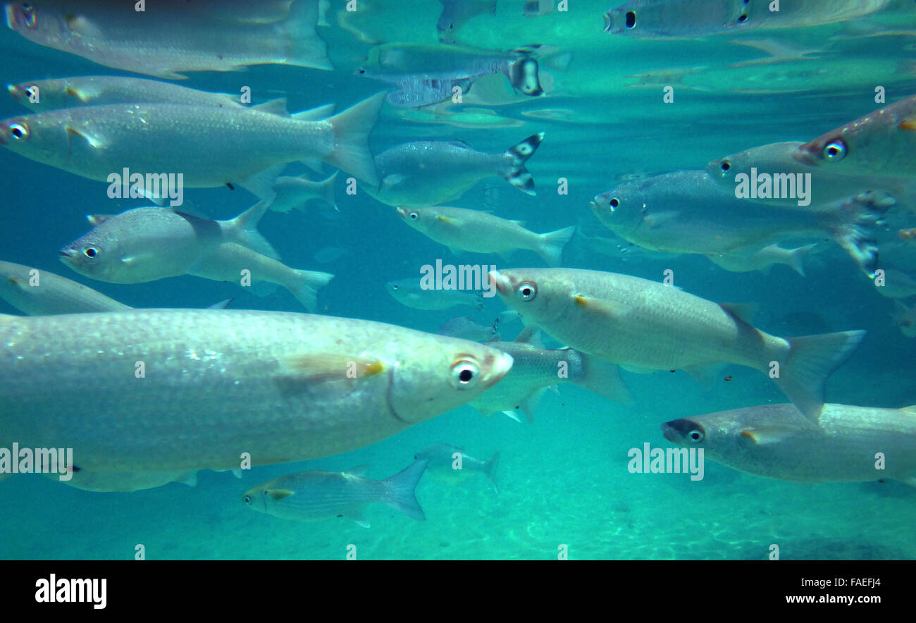 Marine life in the lagoon of Papeete, French Polynesia Stock Photo - Alamy