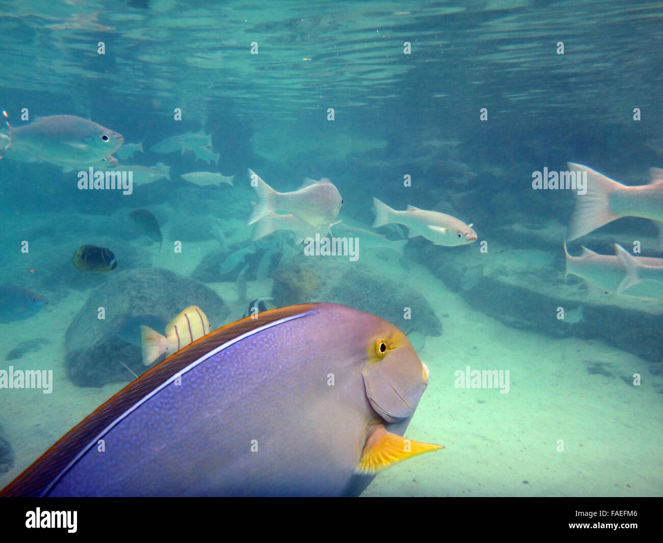 Marine life in the lagoon of Papeete, French Polynesia Stock Photo - Alamy