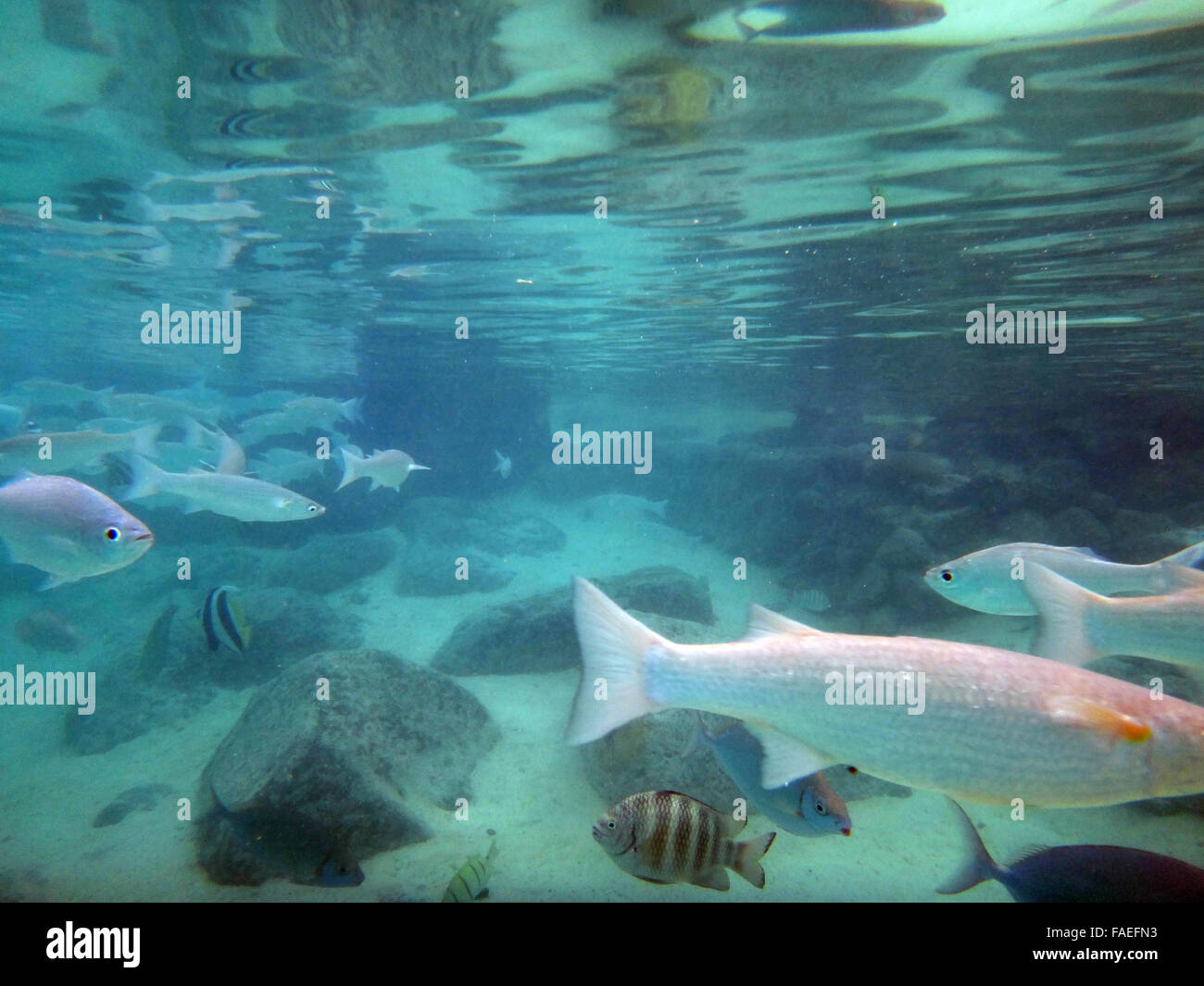 Marine life in the lagoon of Papeete, French Polynesia Stock Photo - Alamy