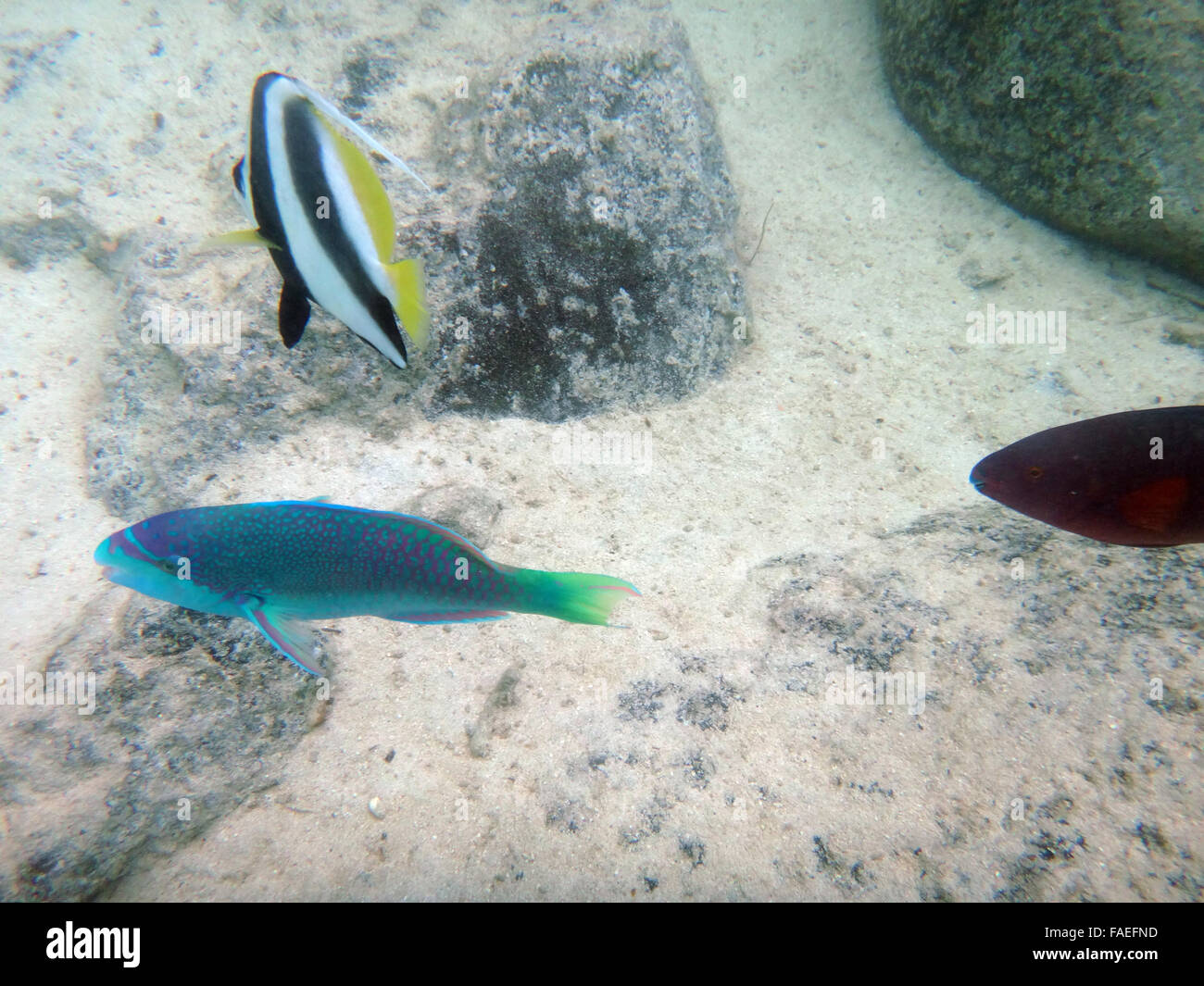 Marine life in the lagoon of Papeete, French Polynesia Stock Photo - Alamy