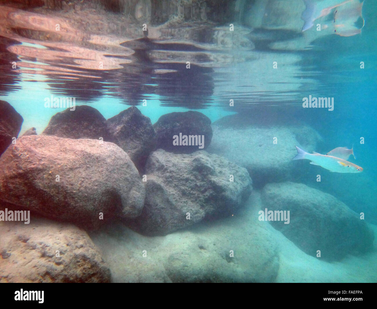 Marine life in the lagoon of Papeete, French Polynesia Stock Photo - Alamy