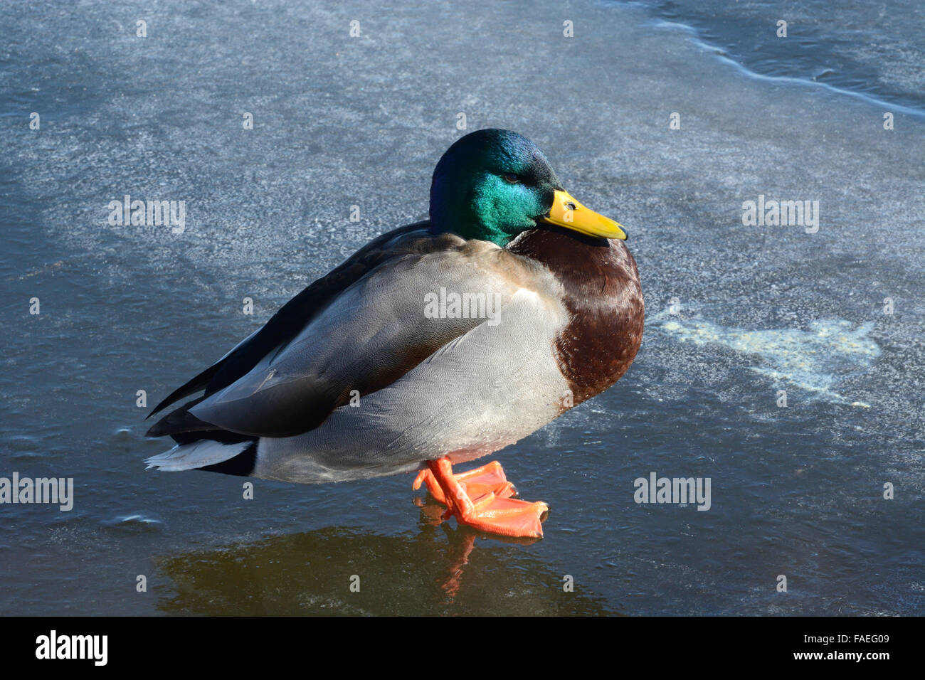 Mallard duck drake standing on ice and sunbathing in warmth of sun's ...