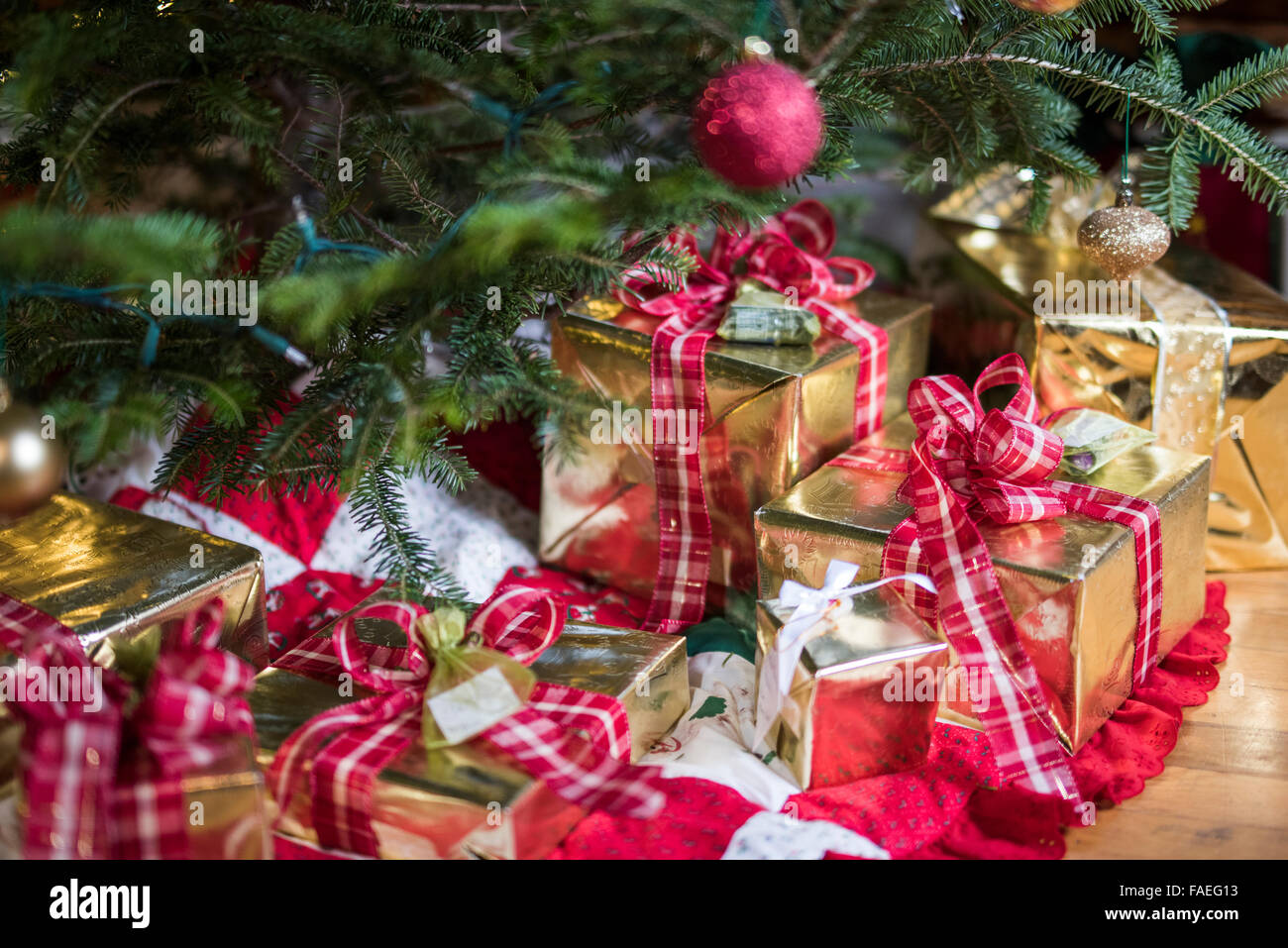 Secular trees hi-res stock photography and images - Alamy