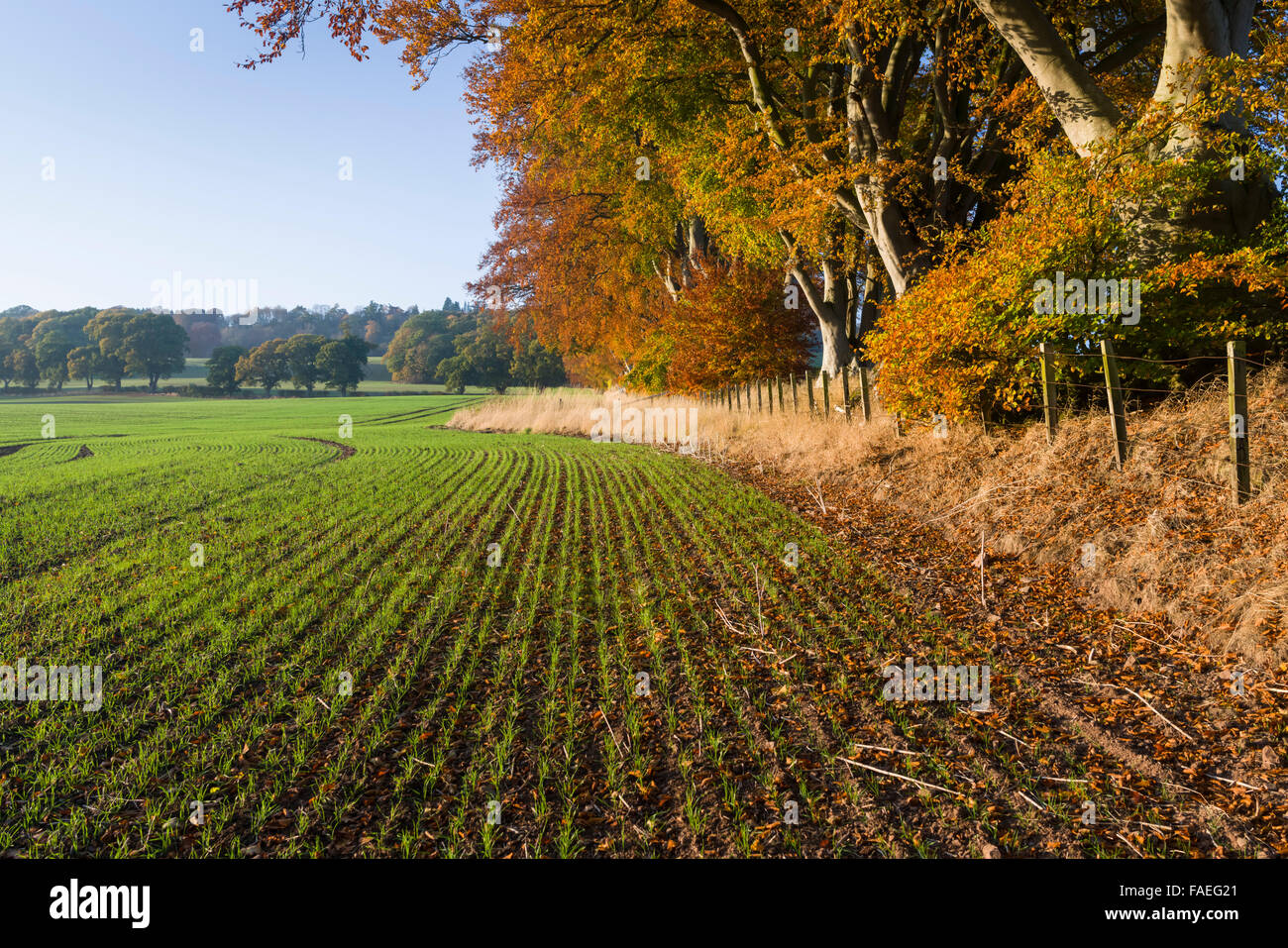 Winter wheat planting hi-res stock photography and images - Alamy Winter wheat planting hi-res stock photography and images - Alamy