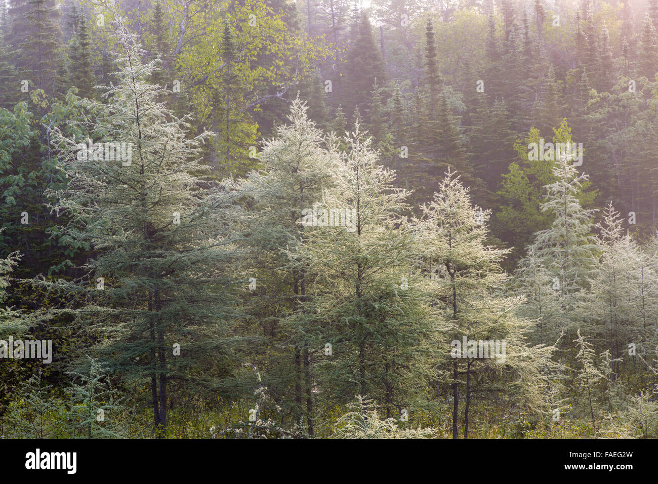 Ice and tree hi-res stock photography and images - Alamy
