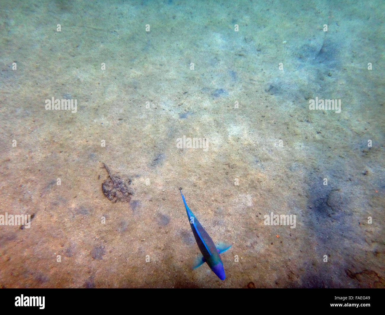 Marine life in the lagoon of Papeete, French Polynesia Stock Photo - Alamy