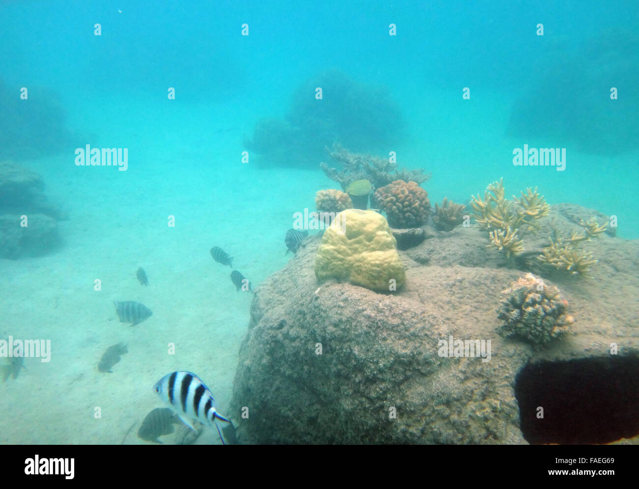 Marine life in the lagoon of Papeete, French Polynesia Stock Photo - Alamy