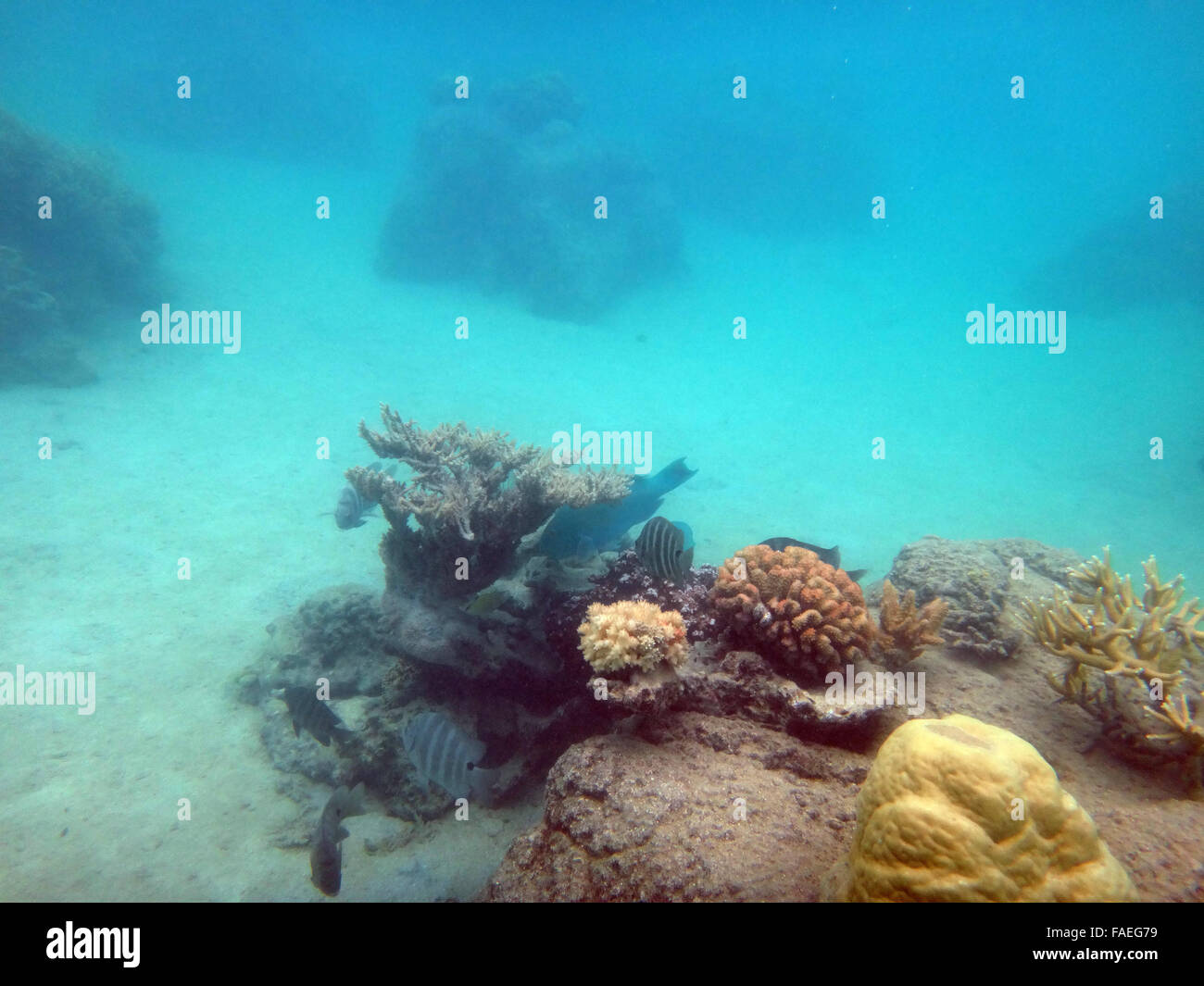 Marine life in the lagoon of Papeete, French Polynesia Stock Photo - Alamy