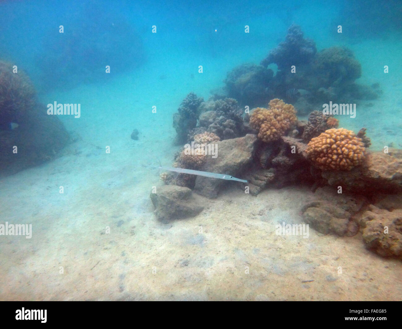 Marine life in the lagoon of Papeete, French Polynesia Stock Photo - Alamy