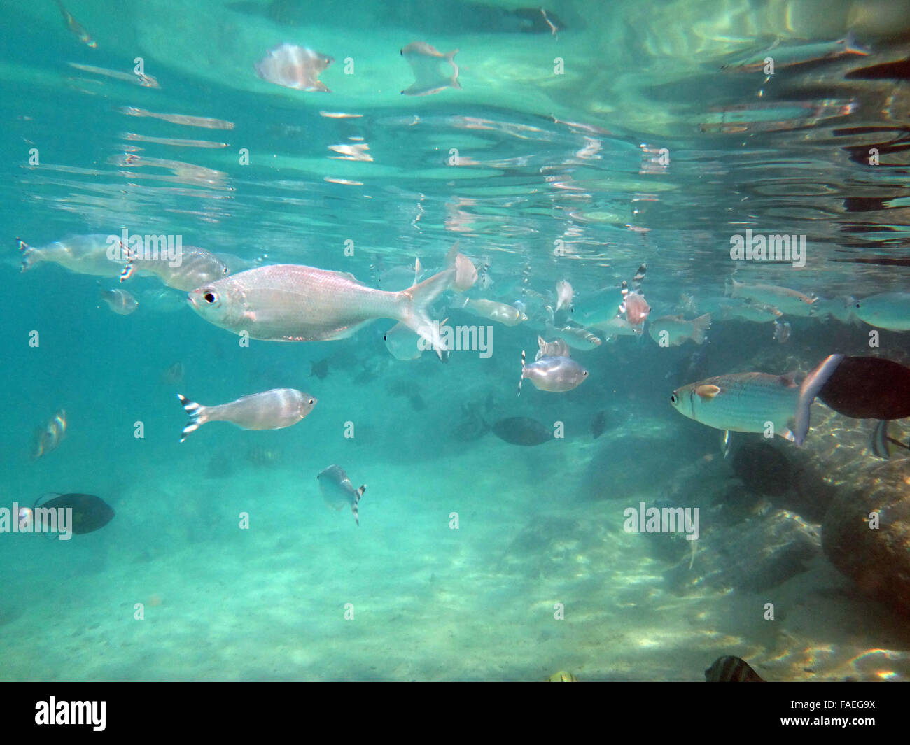 Marine life in the lagoon of Papeete, French Polynesia Stock Photo - Alamy