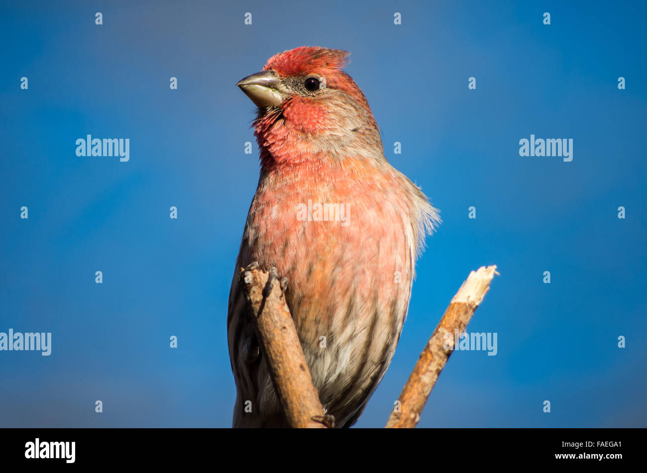 Scarlet finch hi-res stock photography and images - Alamy