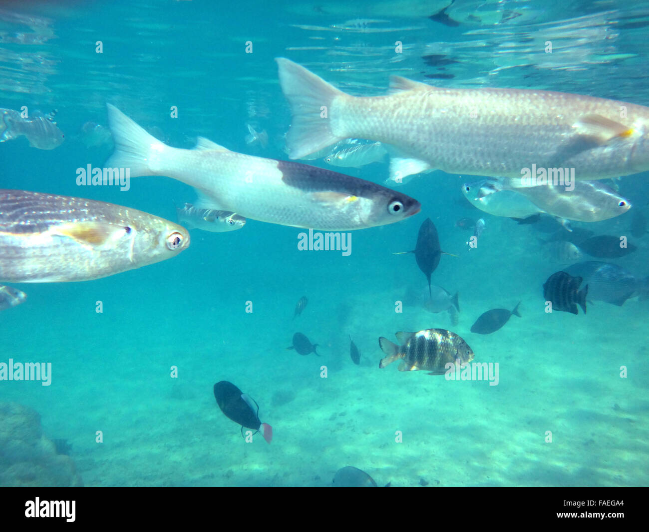 Marine life in the lagoon of Papeete, French Polynesia Stock Photo - Alamy
