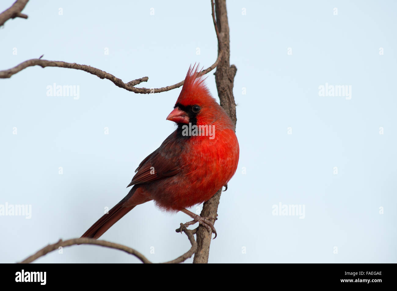 Male northern cardinal on a branch Stock Photo - Alamy