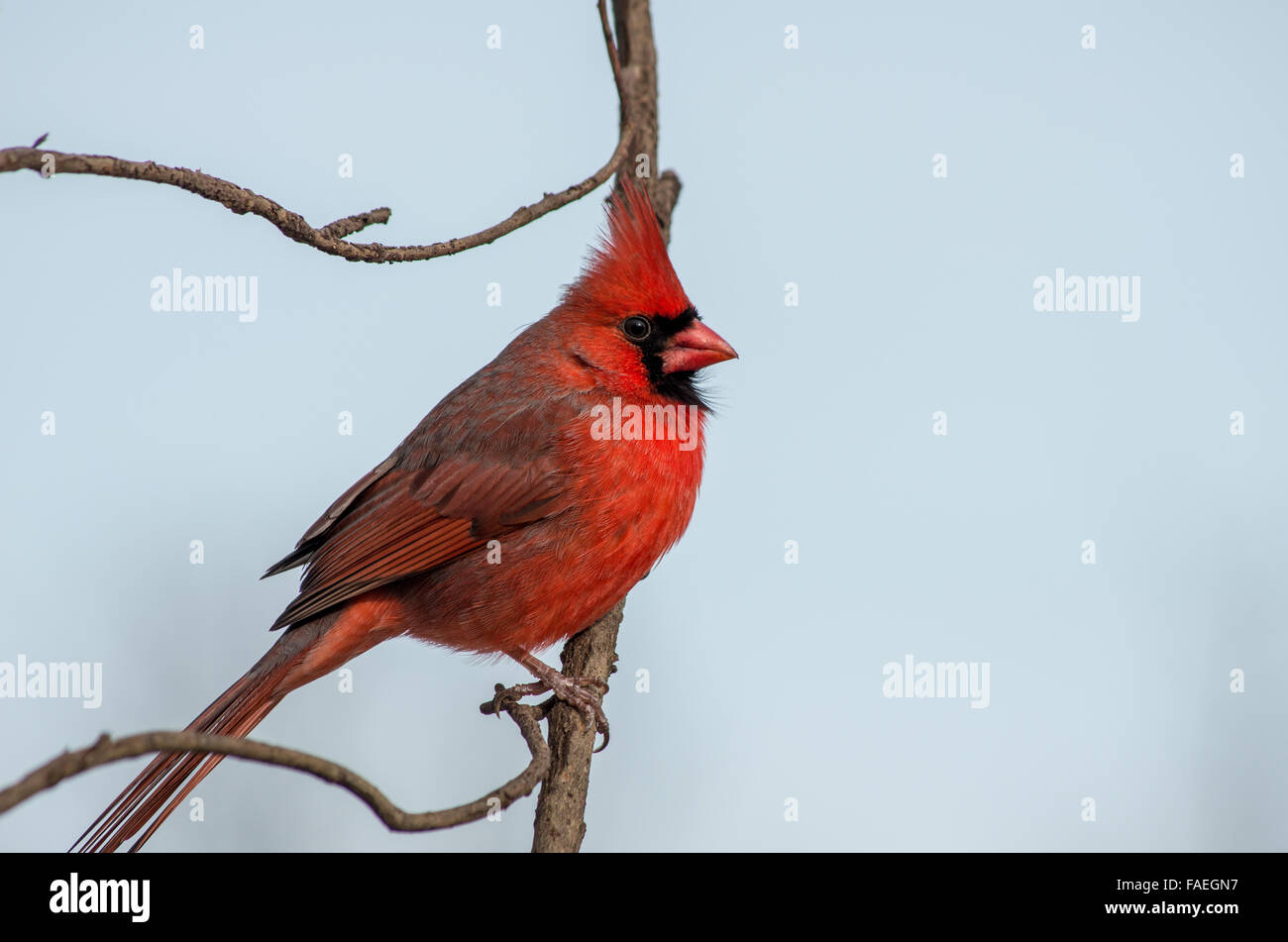 Maroon plumage hi-res stock photography and images - Alamy