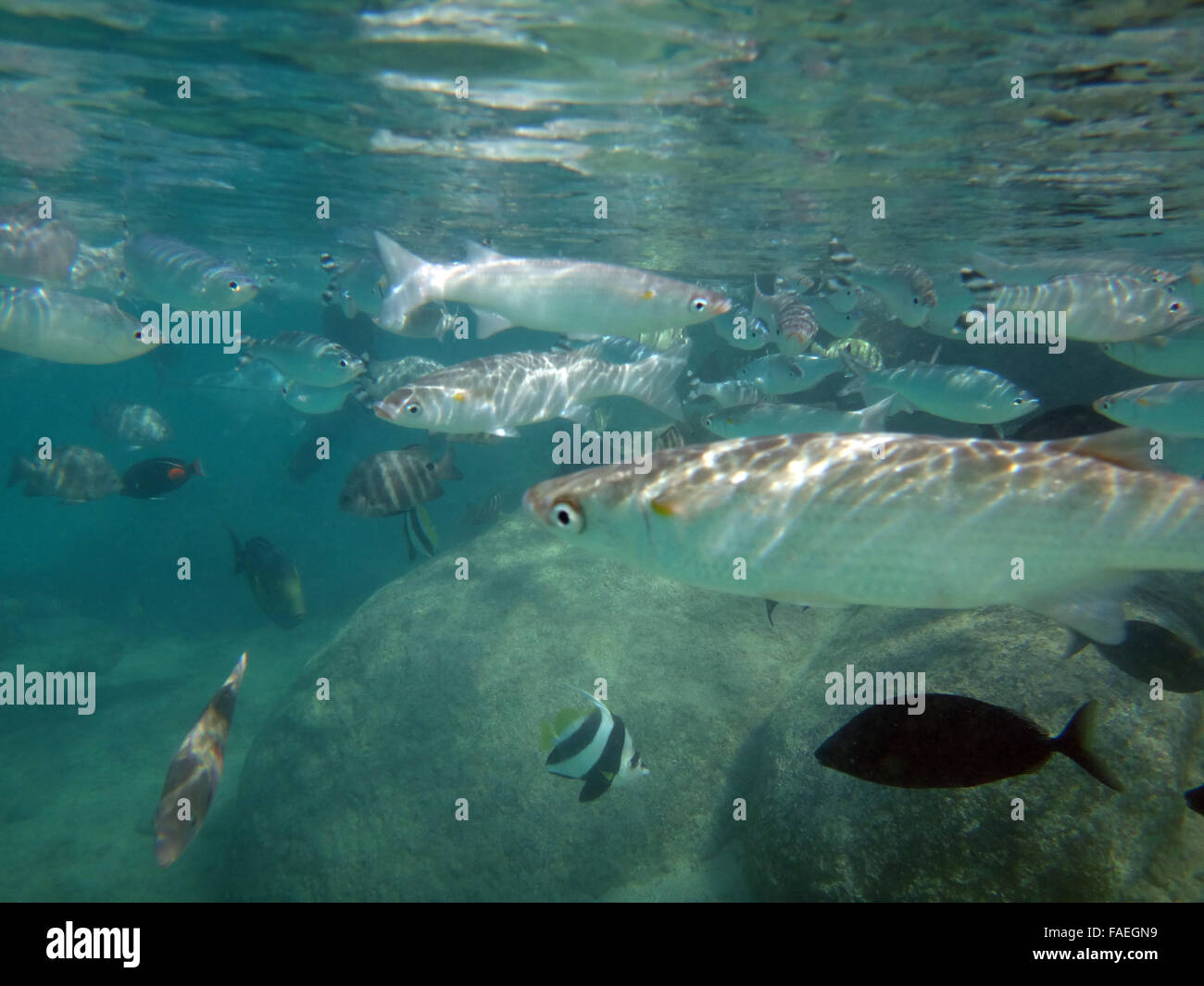 Marine life in the lagoon of Papeete, French Polynesia Stock Photo - Alamy