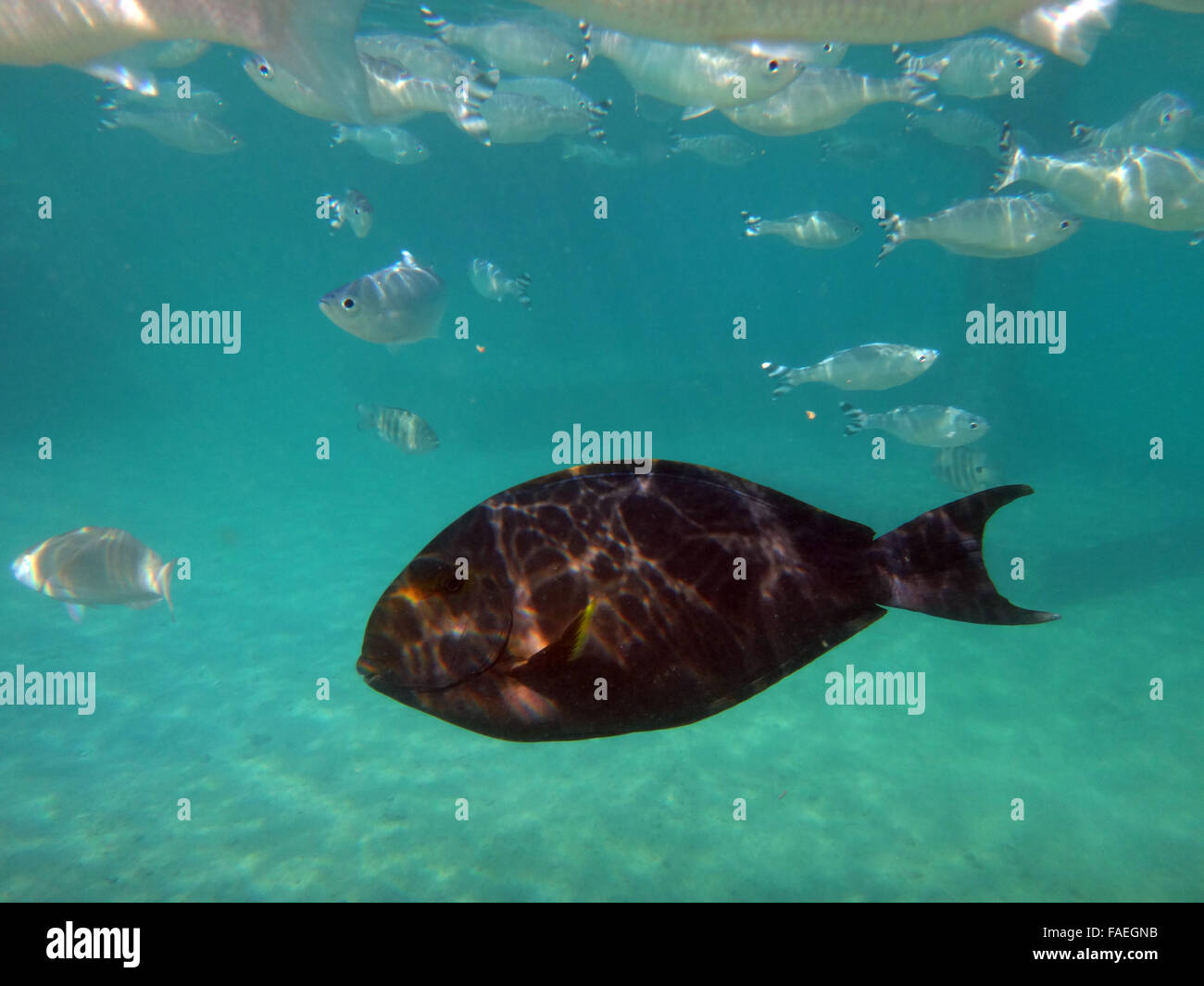 Marine life in the lagoon of Papeete, French Polynesia Stock Photo - Alamy