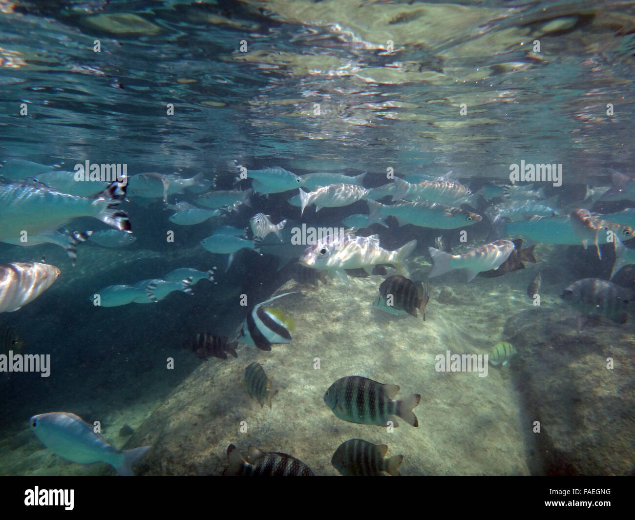 Marine life in the lagoon of Papeete, French Polynesia Stock Photo - Alamy
