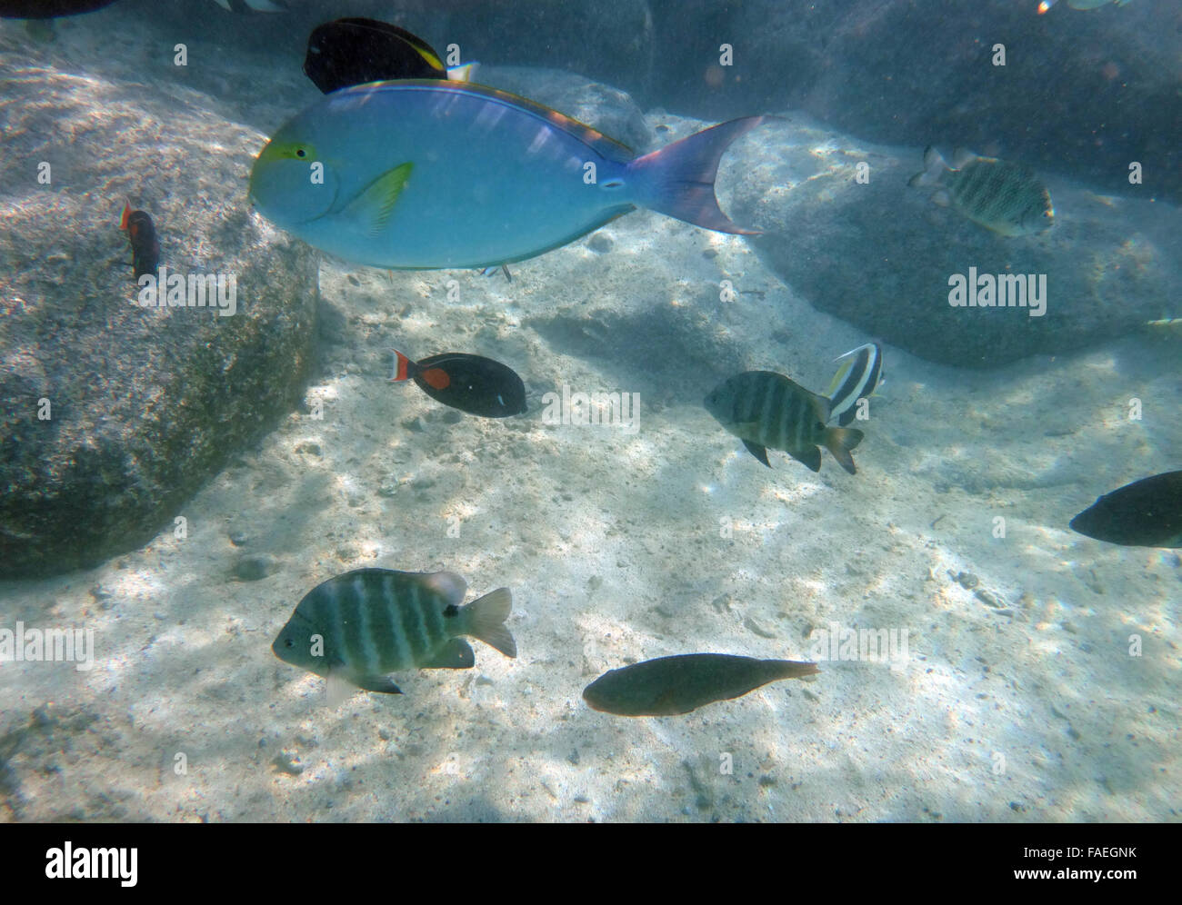Marine life in the lagoon of Papeete, French Polynesia Stock Photo - Alamy