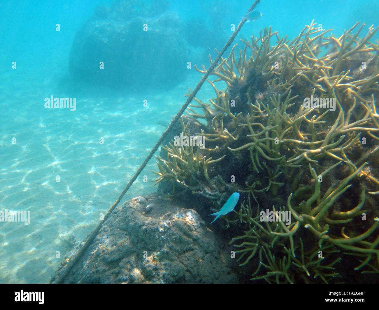 Marine life in the lagoon of Papeete, French Polynesia Stock Photo - Alamy