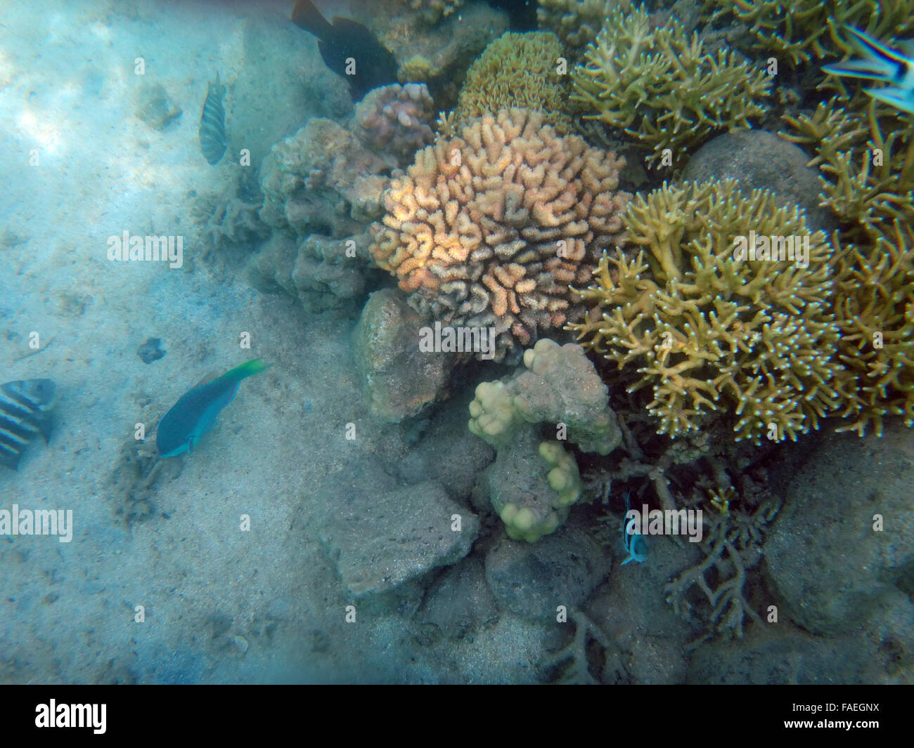 Marine life in the lagoon of Papeete, French Polynesia Stock Photo - Alamy