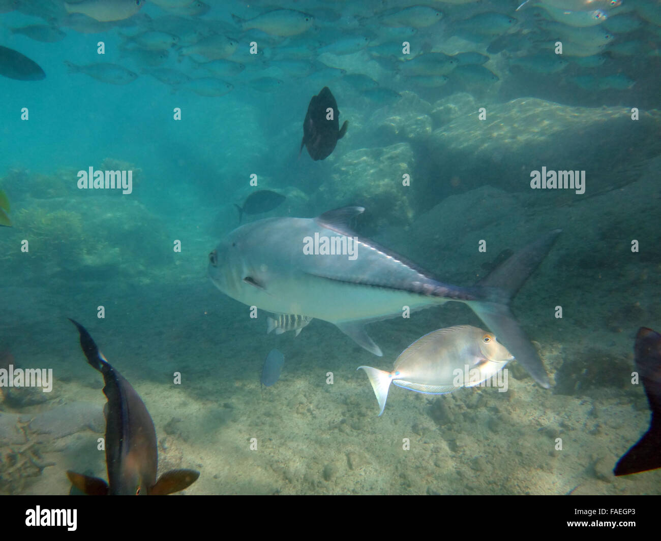 Marine life in the lagoon of Papeete, French Polynesia Stock Photo - Alamy