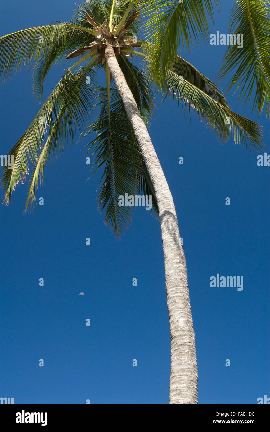 Coconut tree, Acapulco, Mexico Stock Photo - Alamy