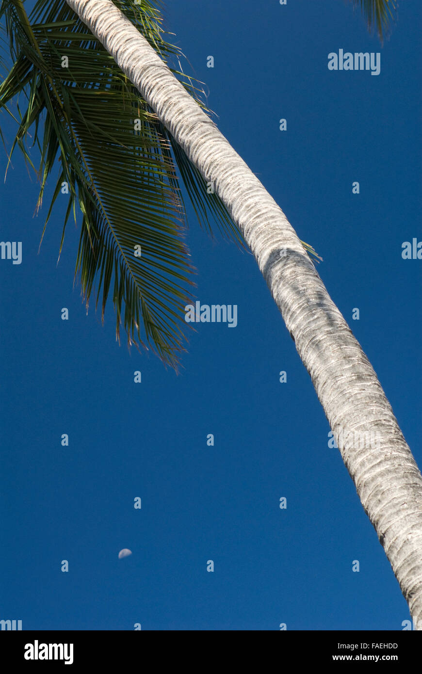 Coconut tree, Acapulco, Mexico Stock Photo - Alamy
