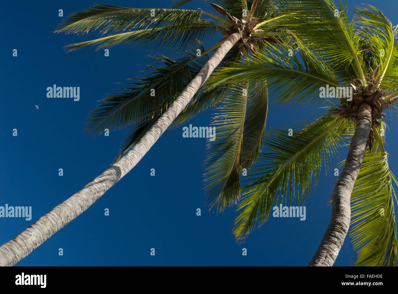 Coconut tree, Acapulco, Mexico Stock Photo - Alamy