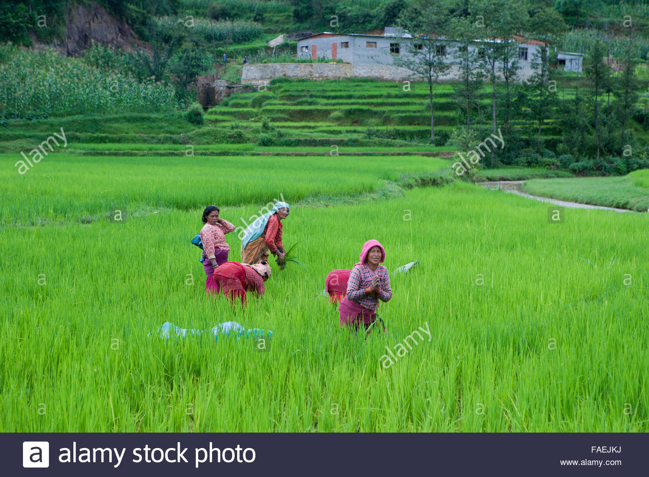 Farmer Crop Nepal Stock Photos & Farmer Crop Nepal Stock Images - Alamy