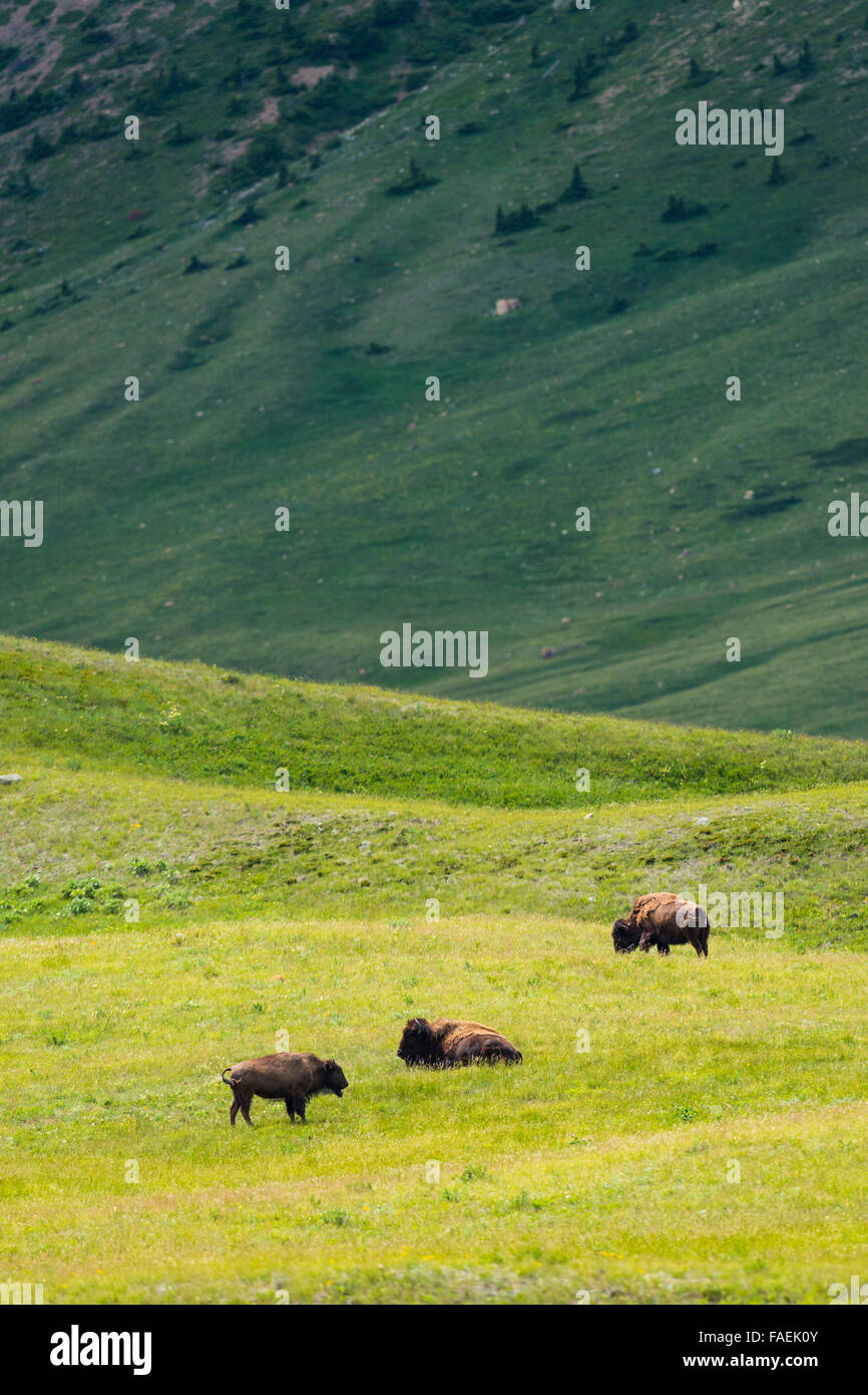 Wild Plains Bison in the Alberta Foothills, Waterton National Park ...
