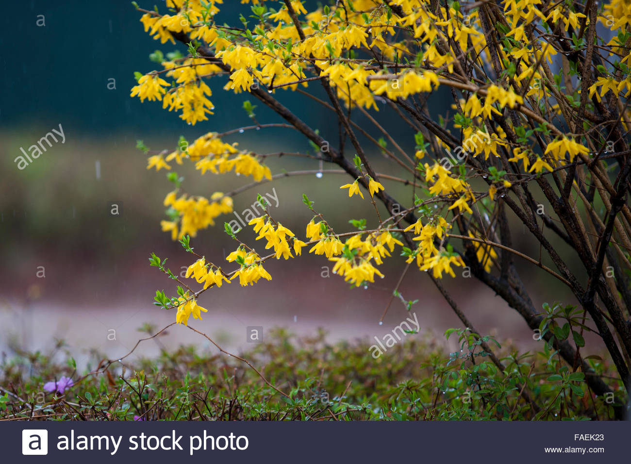 Forsythia Stock Photos & Forsythia Stock Images - Alamy