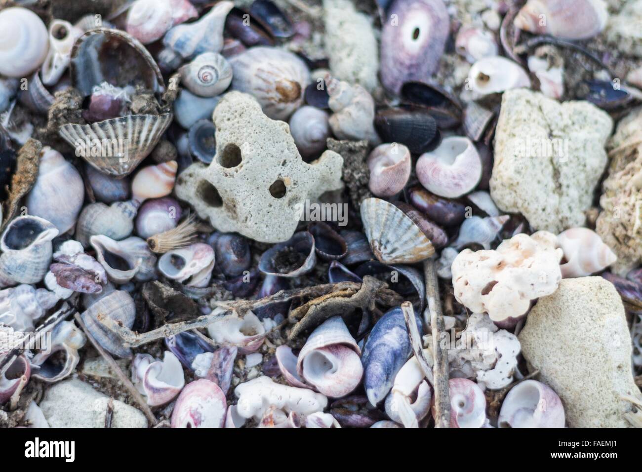 violet seashells at the beach Stock Photo - Alamy