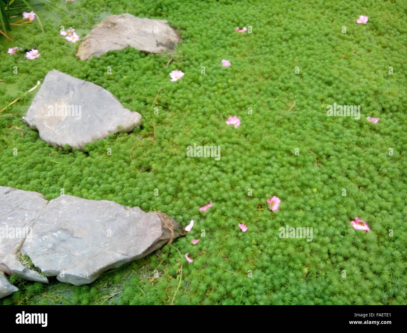Stone slab road hi-res stock photography and images - Alamy