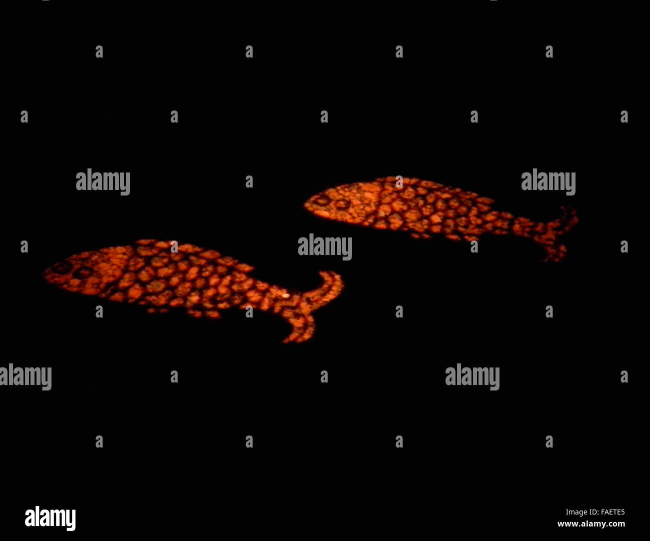 Primitive fish hi-res stock photography and images - Alamy