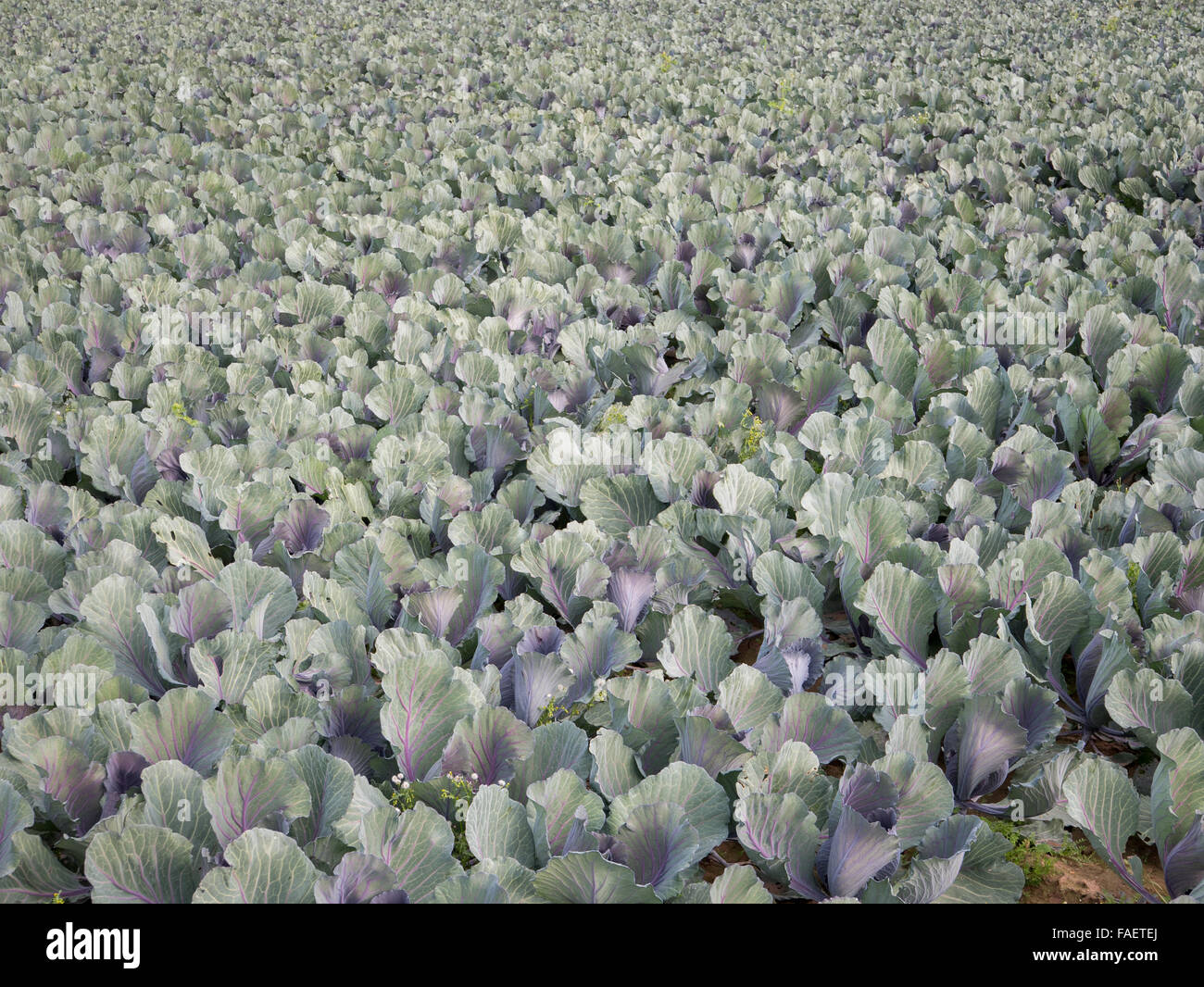 Plantation top hi-res stock photography and images - Alamy