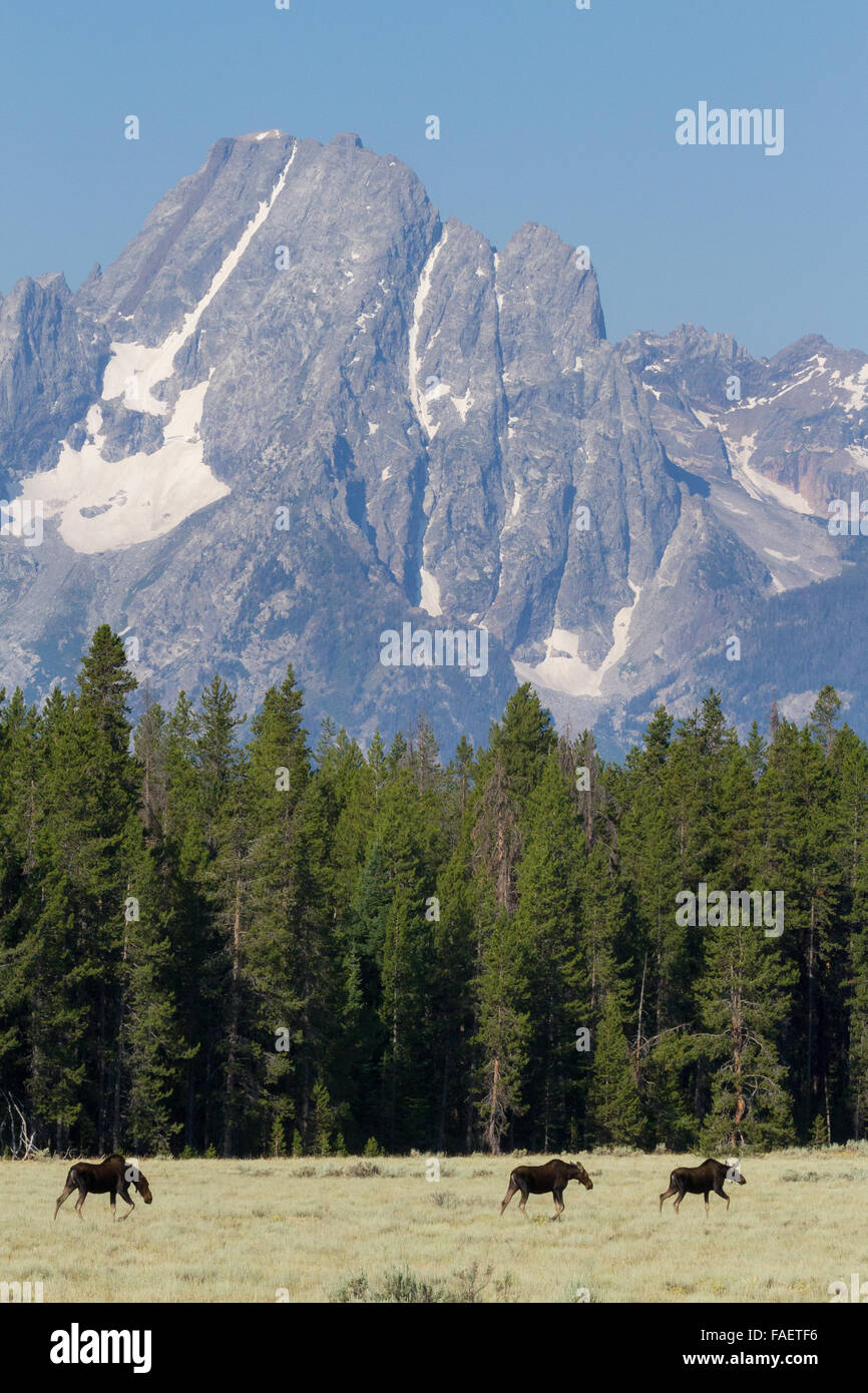 Two moose calves walk ahead of their mother below Mount Moran in Grand ...