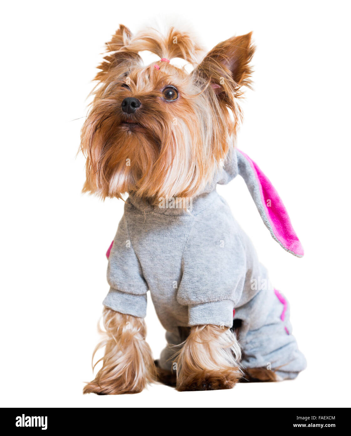 Portrait of Yorkshire Terrier dog in catsuit. Isolated over white ...
