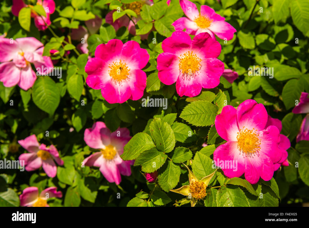 Pink dog hi-res stock photography and images - Alamy