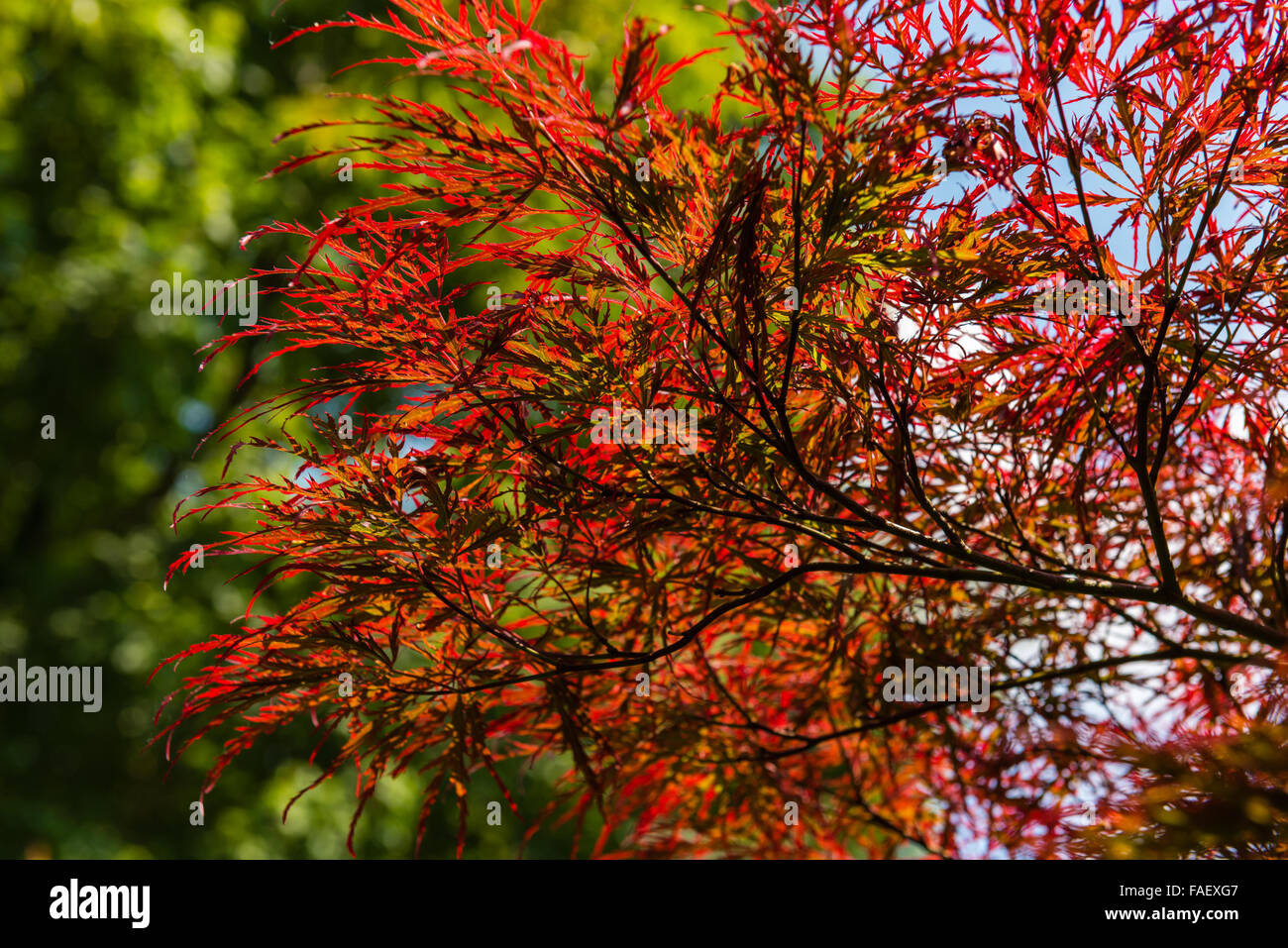 Japanese Red Maple at sunny summer day in park. Small GRIP Stock Photo ...